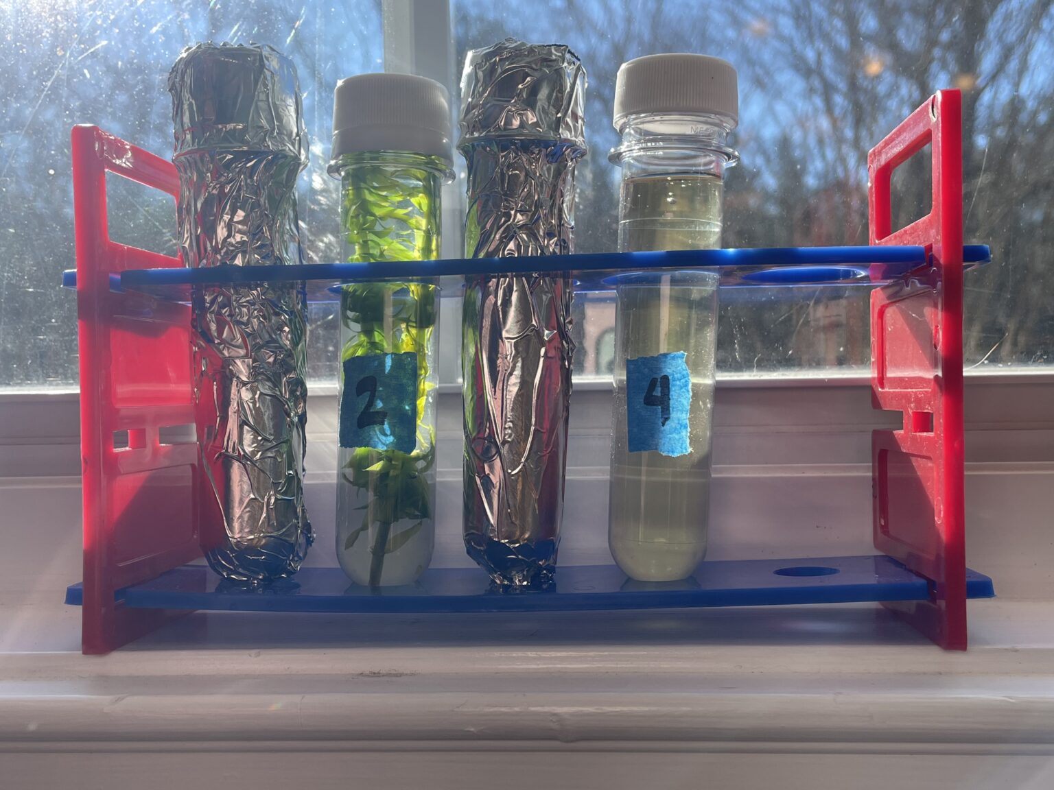 3 Inexpensive Photosynthesis and Cellular Respiration Lab Experiments ...