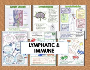 Anatomy Doodle Notes Bundle - Suburban Science