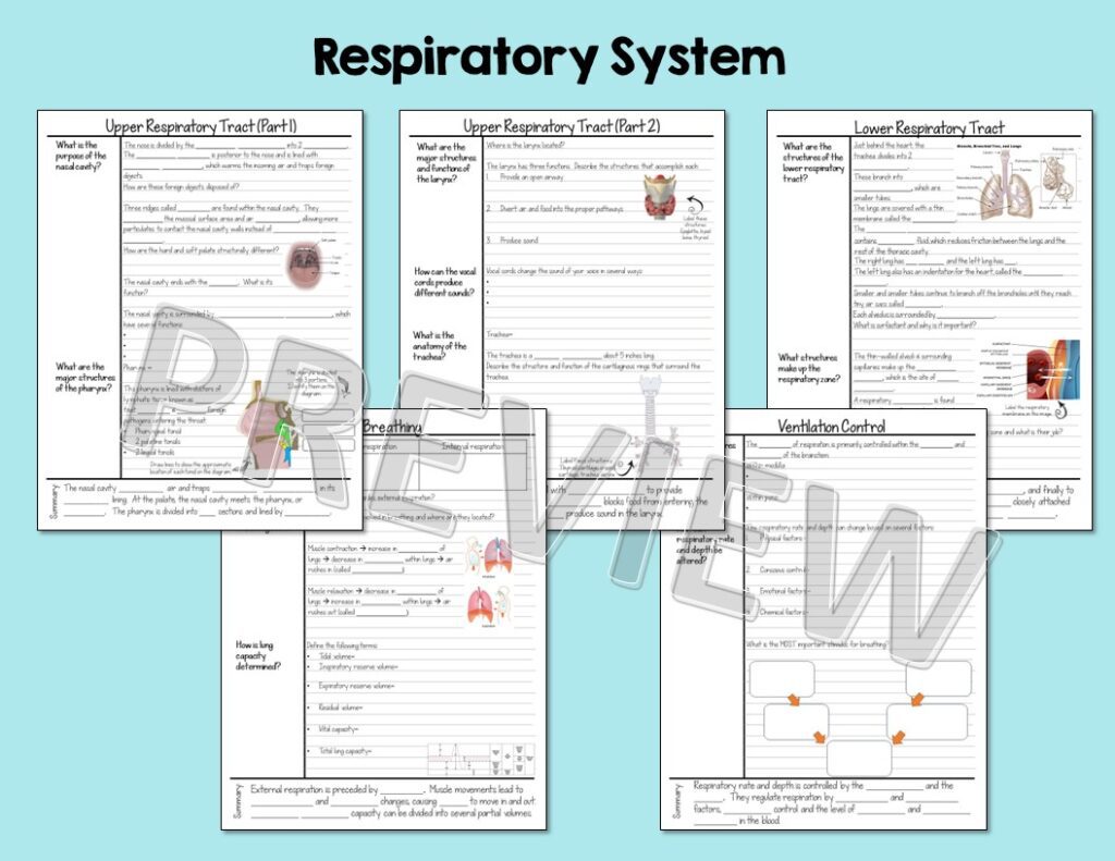 Anatomy and Physiology Notes Bundle - Suburban Science