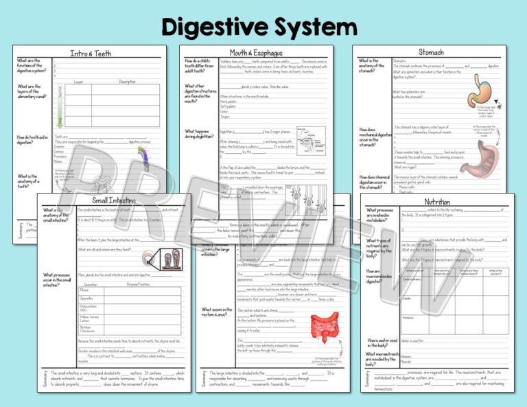Anatomy and Physiology Notes Bundle - Suburban Science