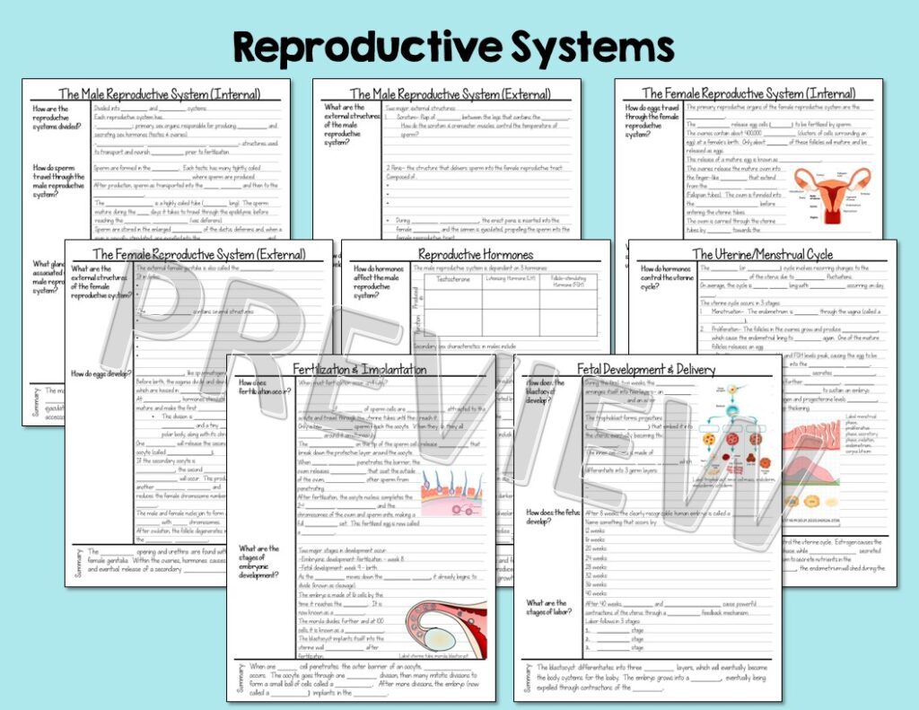 Anatomy and Physiology Notes Bundle - Suburban Science