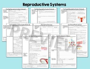 Anatomy and Physiology Notes Bundle - Suburban Science