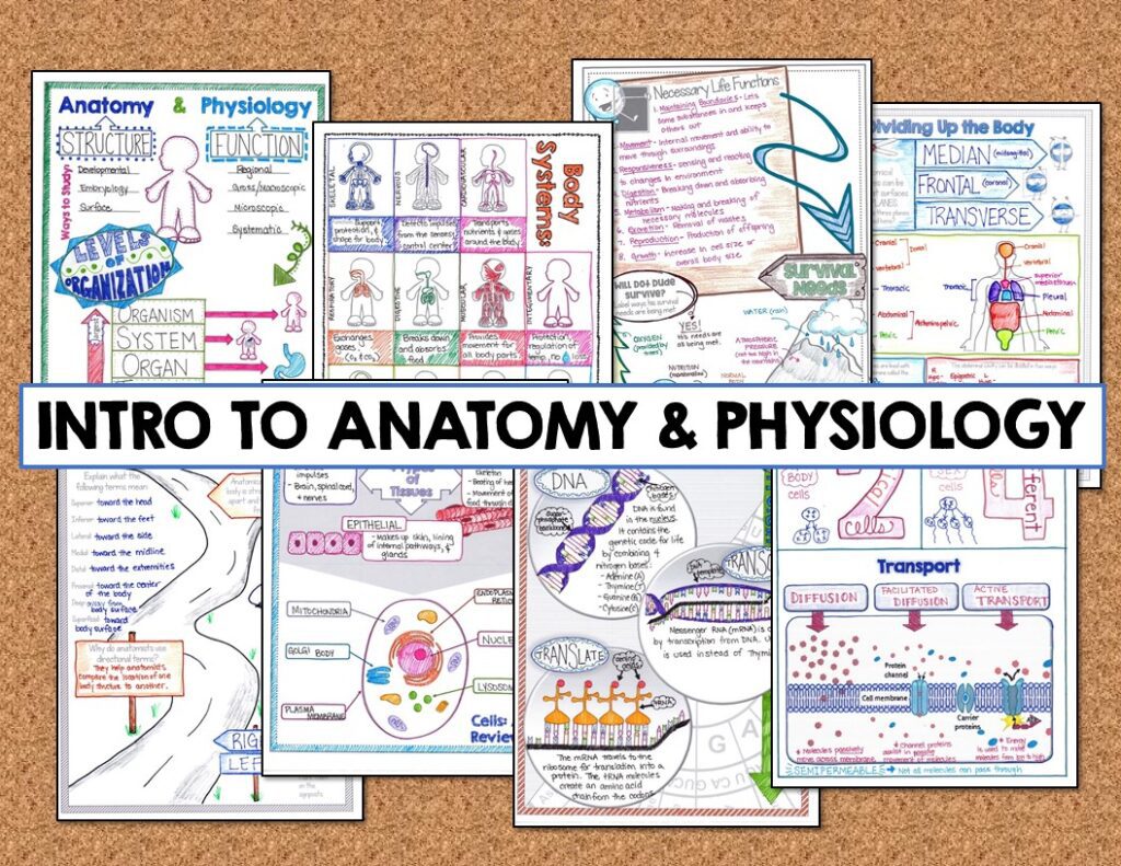 Anatomy Doodle Notes Bundle - Suburban Science