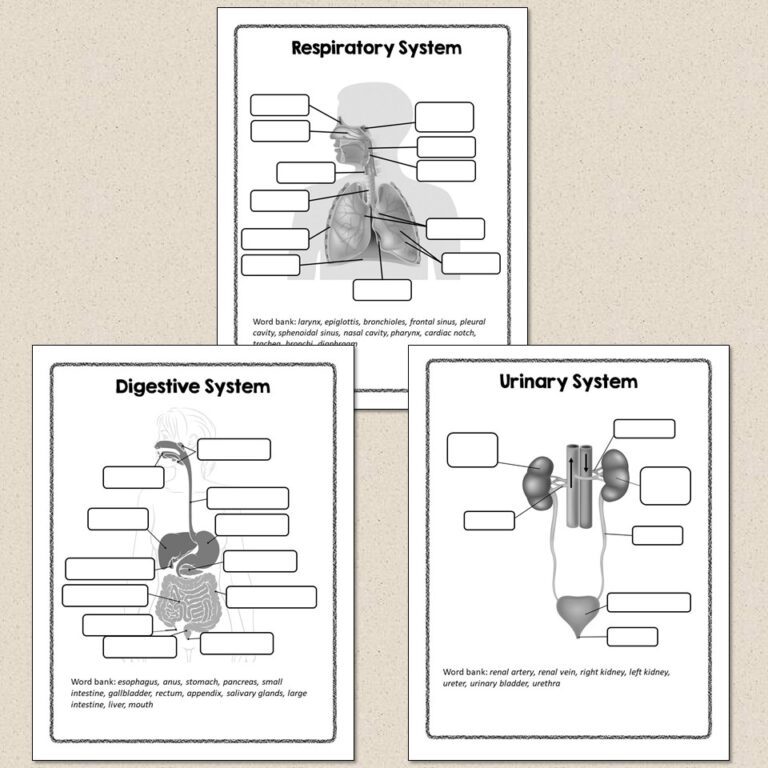 Human Body Systems Diagrams - Suburban Science
