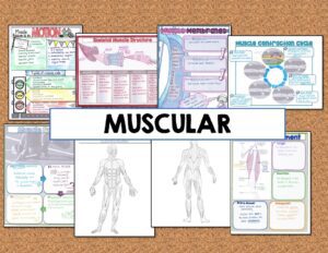 Anatomy Doodle Notes Bundle - Suburban Science