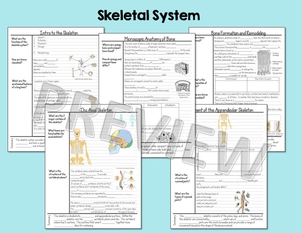Anatomy and Physiology Notes Bundle - Suburban Science