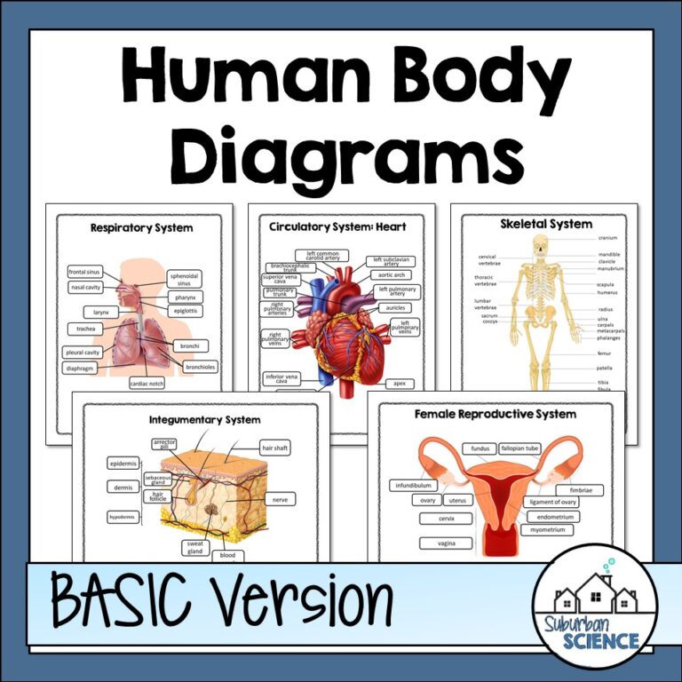Human Body Systems Diagrams - Suburban Science