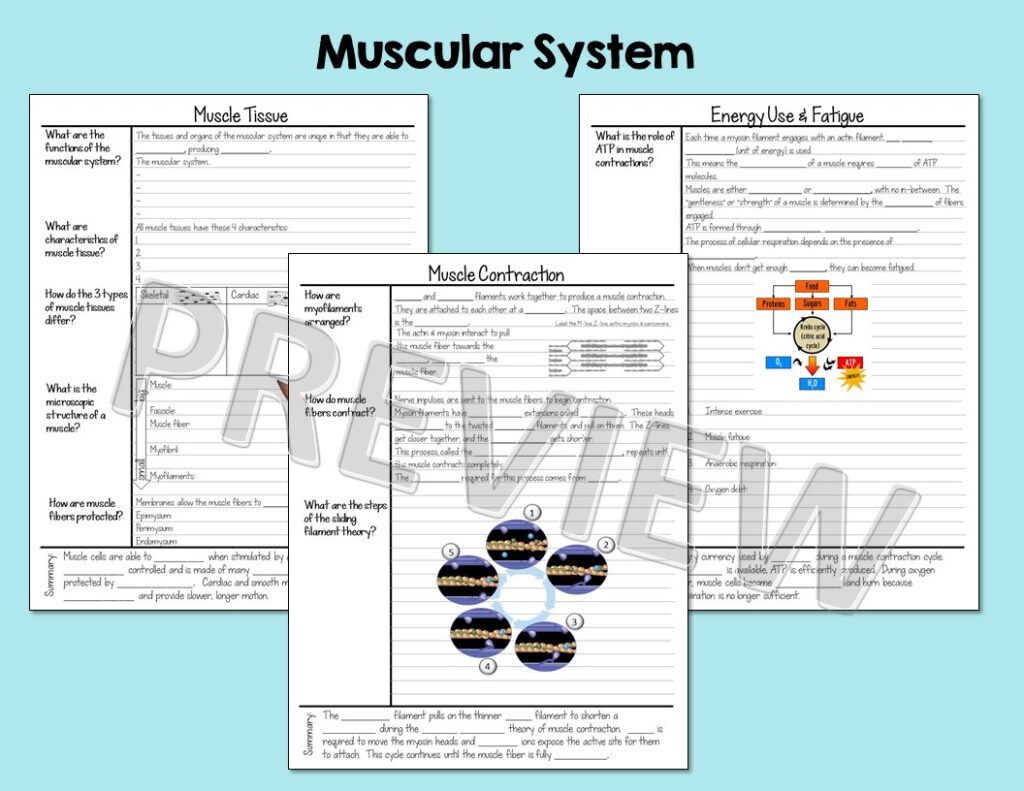 Anatomy and Physiology Notes Bundle - Suburban Science