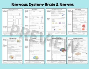 Anatomy and Physiology Notes Bundle - Suburban Science