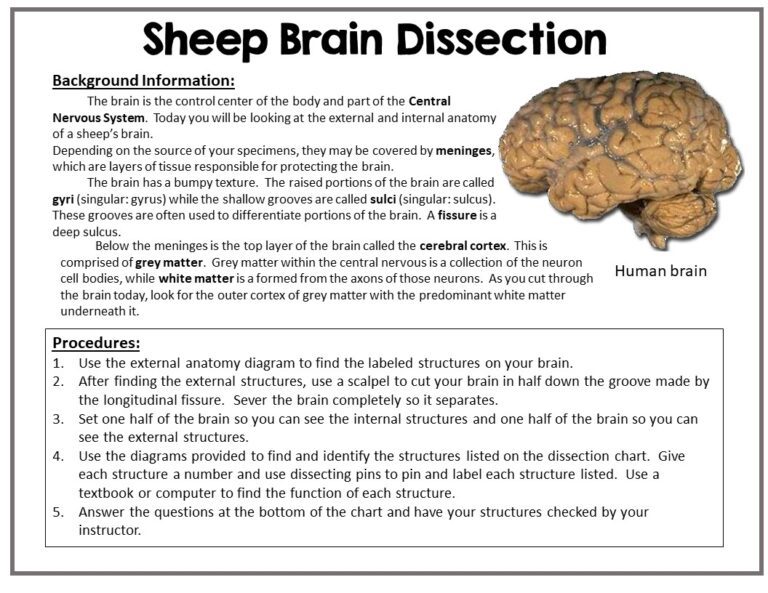 Sheep Brain Dissection Lab - Suburban Science