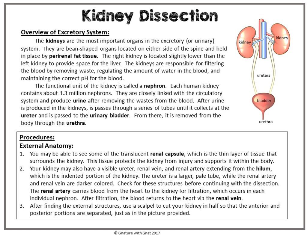 Kidney Dissection Lab Suburban Science Kidney Dissection Lab Suburban Science