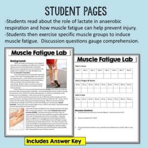 Muscle Fatigue Lab Activity - Suburban Science