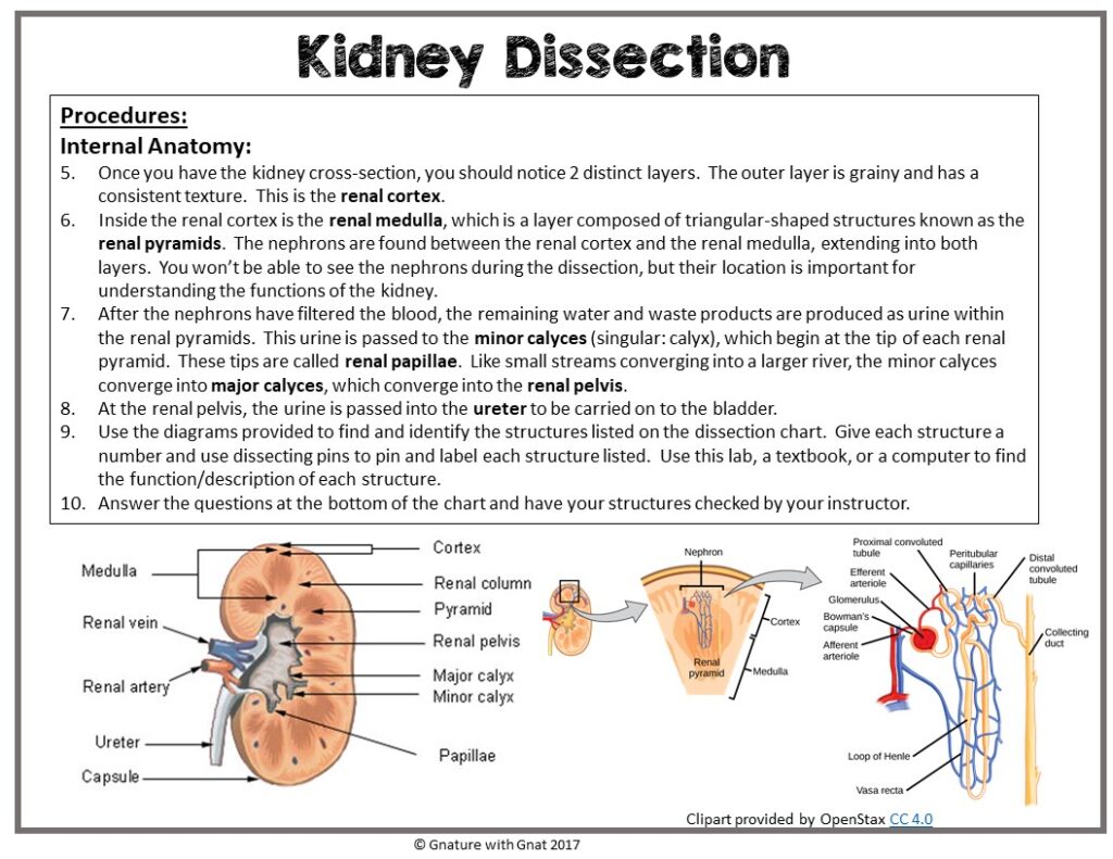 Kidney Dissection Lab Suburban Science Kidney Dissection Lab Suburban Science