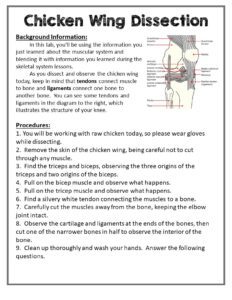 Chicken Wing Dissection Lab - Suburban Science