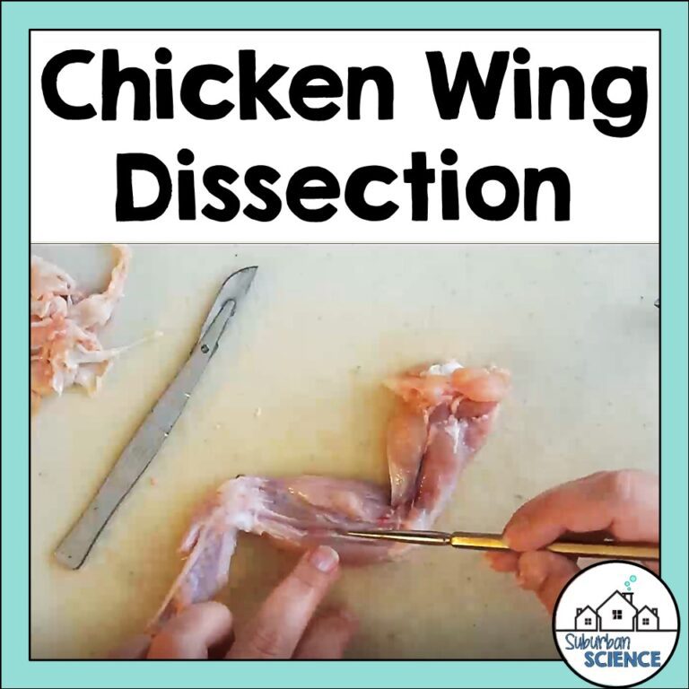 Chicken Wing Dissection Lab - Suburban Science