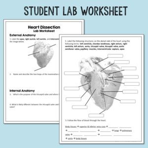 Heart Dissection Lab - Suburban Science