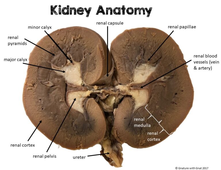 Kidney Dissection Lab - Suburban Science