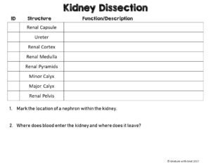 Kidney Dissection Lab - Suburban Science