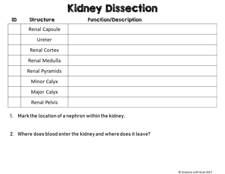 Kidney Dissection Lab - Suburban Science