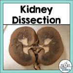 Kidney Dissection Lab - Suburban Science
