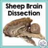 Sheep Brain Dissection Lab - Suburban Science