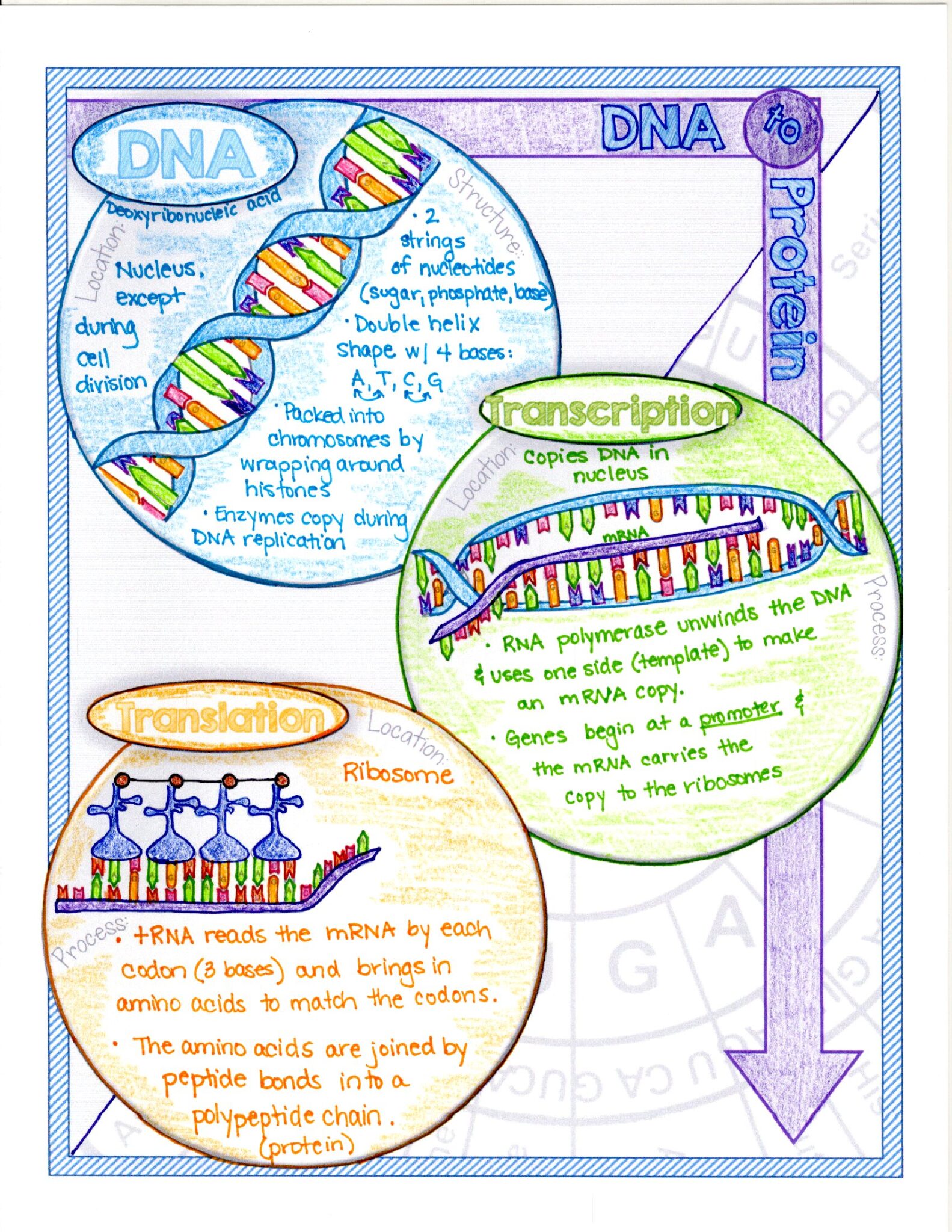 7 Fun Protein Synthesis Activities - Suburban Science
