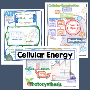 Biology Doodle Notes Bundle - Suburban Science